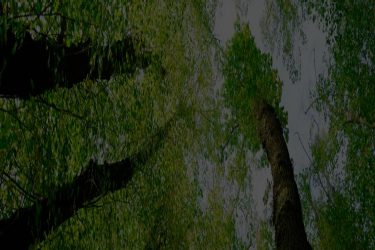 NISM & Crisil Certified ESG Risk Analyst